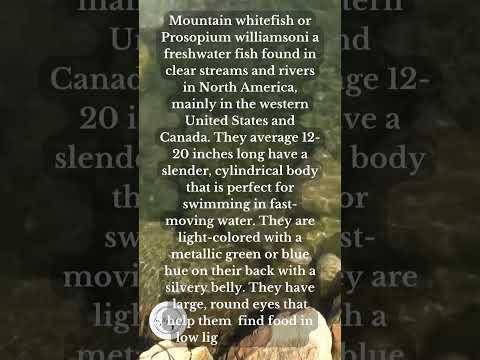 What is a Mountain Whitefish?