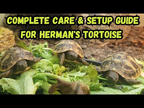 Hermann's Tortoise Care Made Simple | The Ultimate Care & Setup Guide