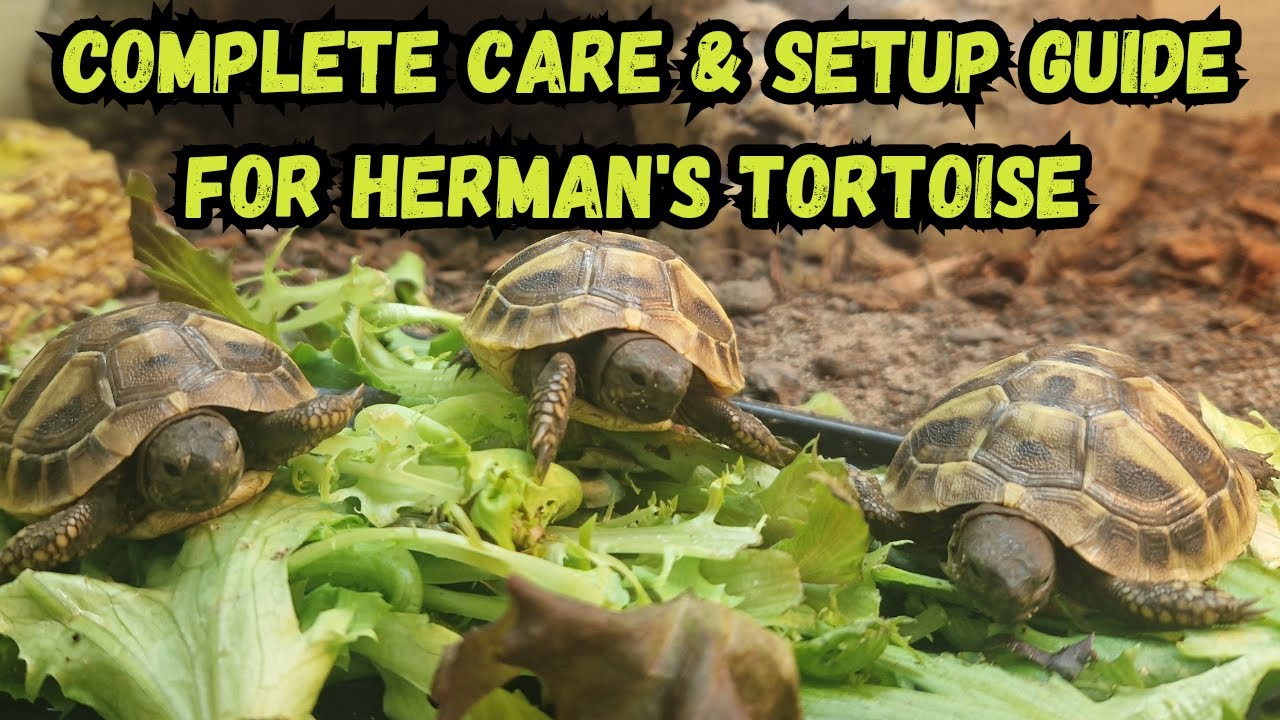Hermann's Tortoise Care Made Simple | The Ultimate Care & Setup Guide