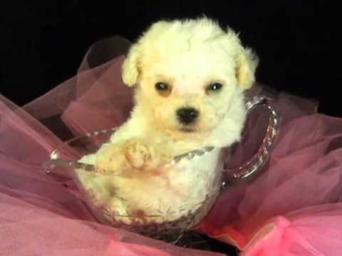 Alexx is a Bolognese puppy.