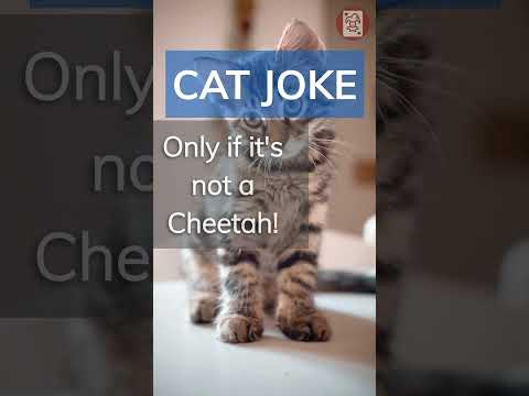 Cute Cat Jokes - play fair now #jokes #funny #laughs #cat
