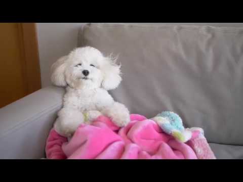 Quiet Moments Dog Calming Aid Supplement - NaturVet