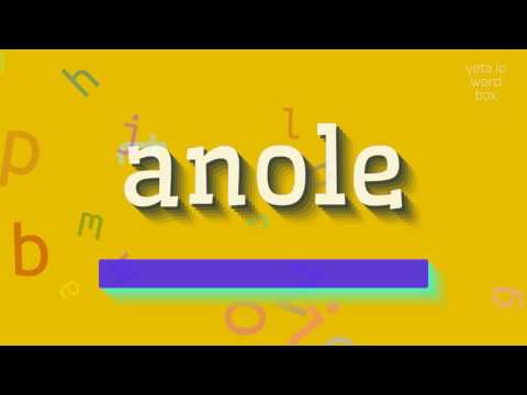 ANOLE - HOW TO PRONOUNCE IT? #anole
