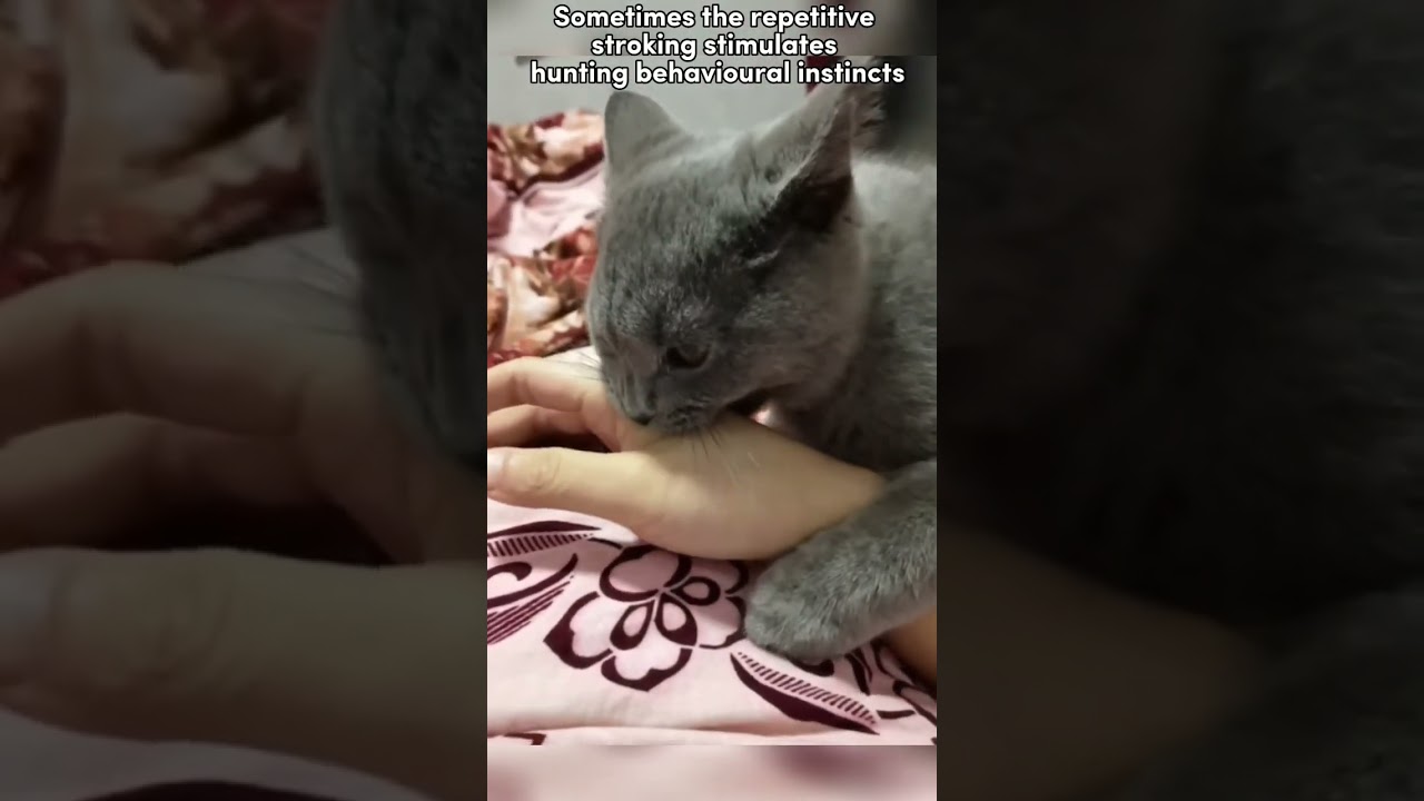 Cat tips, did you know why your cat bite you? (Audio by @ChipTheManx ) #cat #pets  #catfacts