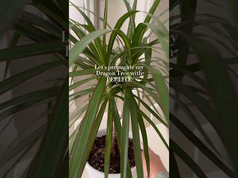 How To: Propagate a Dragon Tree (dracaena marginata) in perlite #plantcare #propagation #plantlover