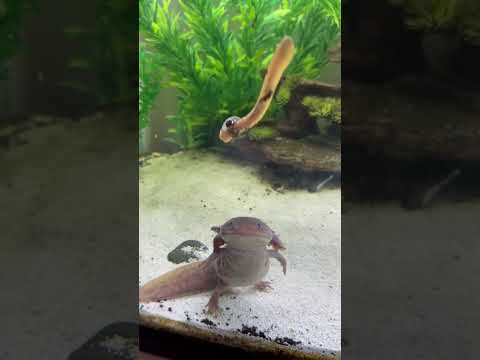 Feeding My Axolotl #shorts #animals #axolotl