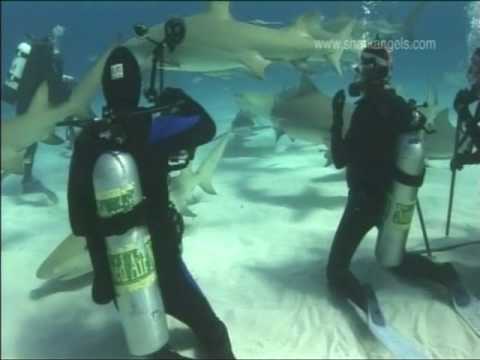 CNN Shark Diving Interview with Arvil Price