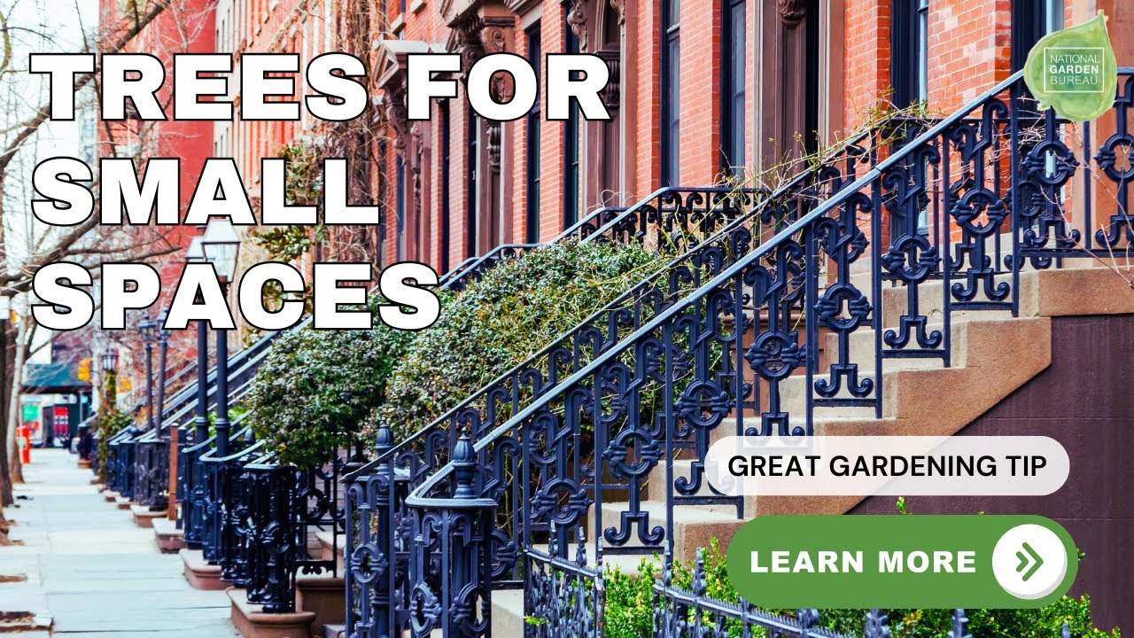 Big Impact, Small Space: Selecting Trees for Tiny Yards