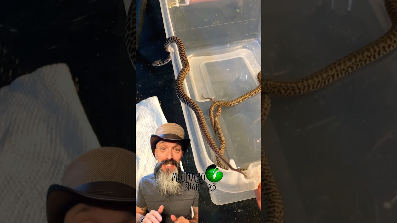 🐍 The most active clutch I’ve hatched!🧪 #molinarosnakelab #babysnakes #reptiles #pythons #petsnake