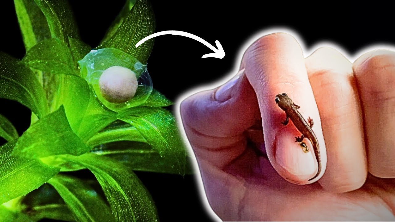 Tiny Fire Bellied Newt Life Cycle (From Egg to Newt)