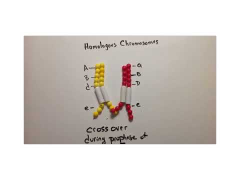 Chapter 12 and 13 Homologous chromosomes vs sister chromatids