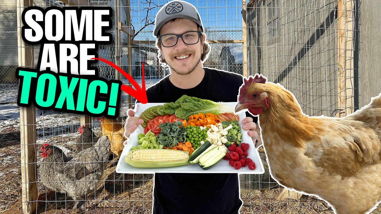 What Kitchen Scraps Your Chickens Can And CANT Eat! Some Are Toxic For Chickens!