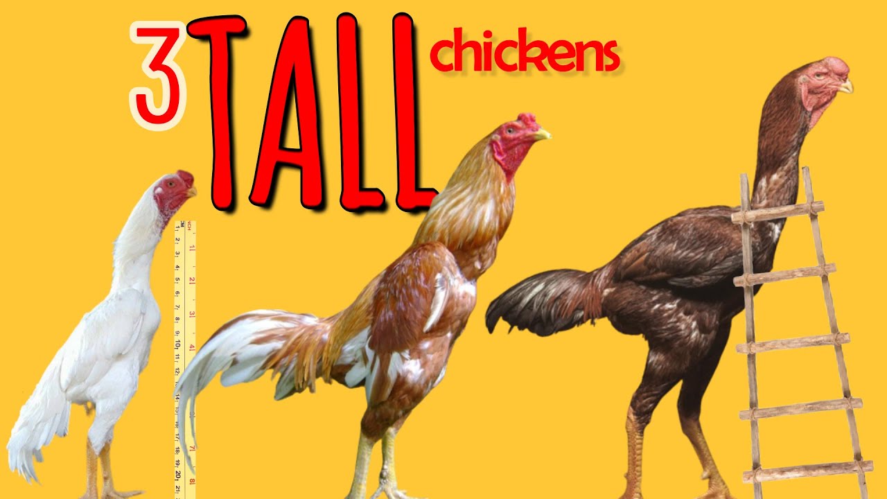 3 TALLEST chickens in the world