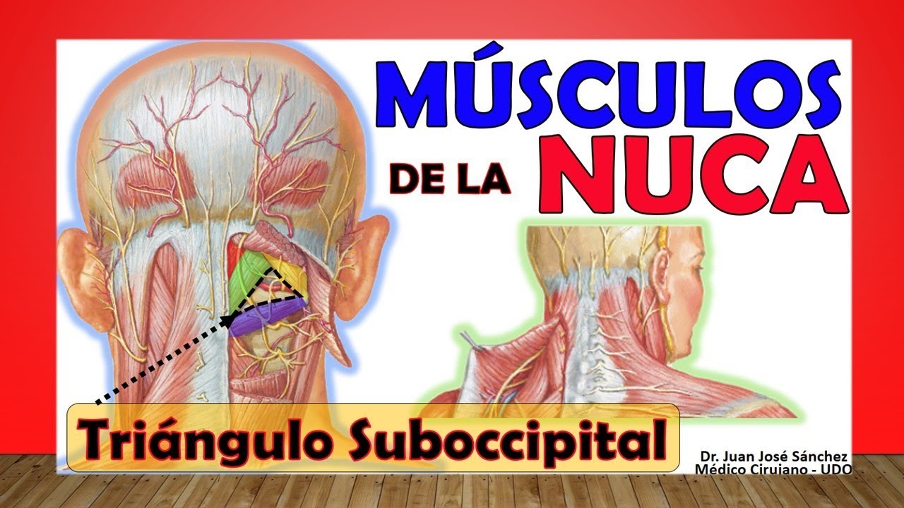 🥇 MUSCLES OF THE NECK. SUBOCCIPITAL TRIANGLE. Easy Explanation!