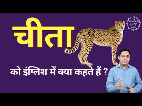 चीता को इंग्लिश में क्या कहते हैं ? Cheeta ko English mein kya kahate hain | Spoken English classes
