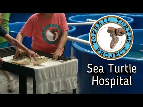 Sea Turtle Hospital - Topsail Beach, NC