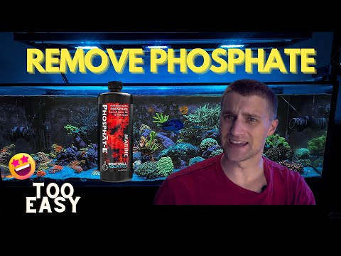 Brightwell Phosphate-E to Remove Phosphates in a Reef Tank!
