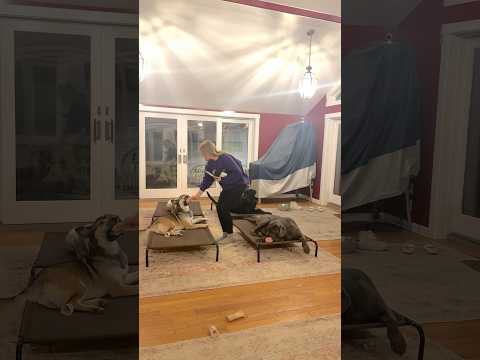 Feeding my 4 dogs RAW beef femur bones🦴🥩🐶#raw #beef #cow #bones #dog #dogtreats #dogfood #rawdiet