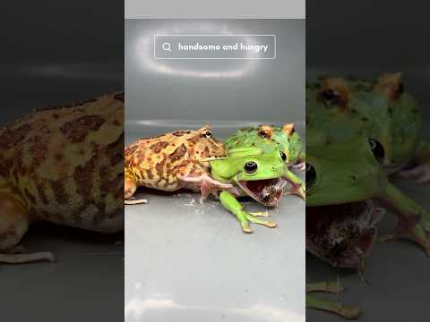 Pacman Frog Try Another Frog Cuteness 🐸 #frog #feeding #pacman #bullfrog #toad