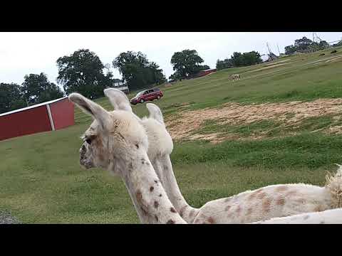 Tennessee safari park(2)