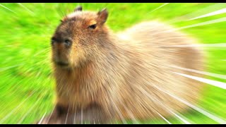 Chapter Beta: Friends Rn Fr - Equestria but it's Brainrot - Fimfiction