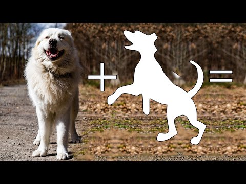 Top 10 Great Pyrenees Mixes cross breed dogs
