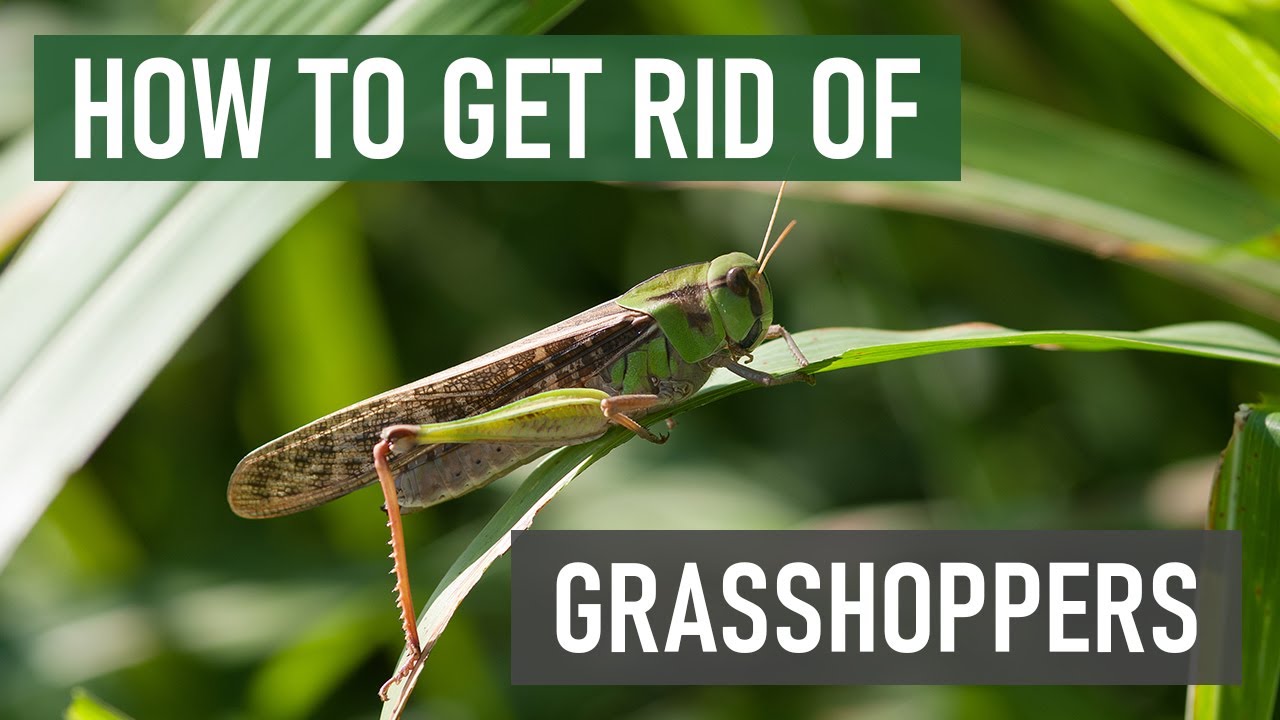 Grasshopper Control: How to Get Rid of Grasshoppers