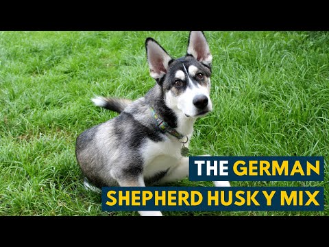 German Shepherd Husky Mix: A Pet Parent's Guide to The Gerberian Shepsky!