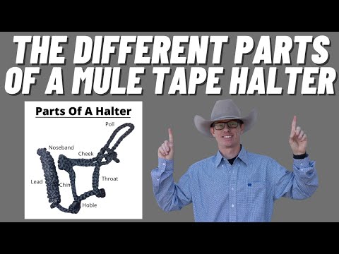 The Different Parts Of A Mule Tape Halter - Mule Tape Halter Secrets