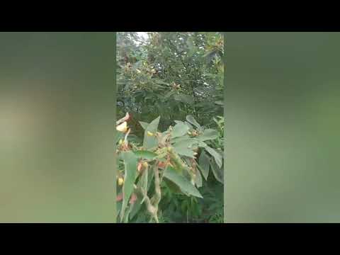 MIX PLANTS
