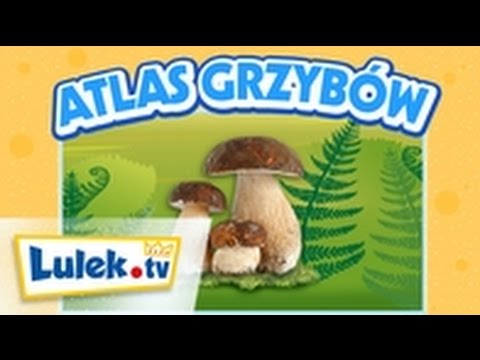 Atlas grzybów dla dzieci 🍄 @lulek