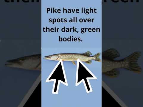 Pike or Musky (Muskie)? How to tell the difference #shorts