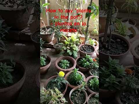 Basic Spanish vocabulary of Plants #greenery #terrace garden# learn language
