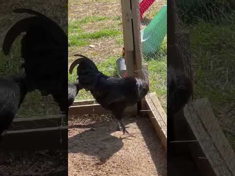 Ayam Cemani ♥️
