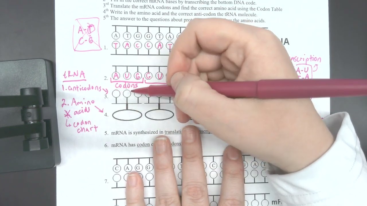 Protein Synthesis Worksheet