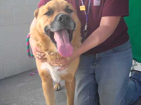 Howard A4611389