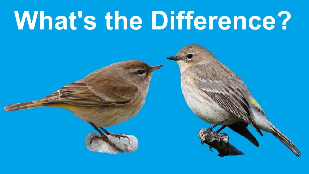 Palm Warbler vs. Yellow-rumped Warbler: How to Tell Apart