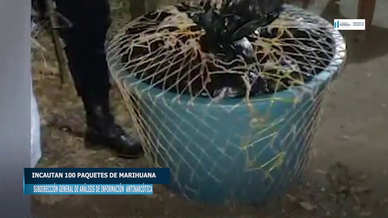 Incautan 100 paquetes con marihuana en Izabal