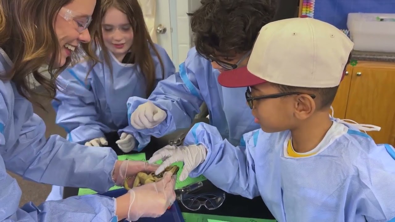 Frog Dissection at Discovery School