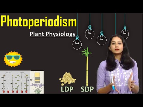 PHOTOPERIODISM I Plant Physiology I Plant Growth and Development I LDP SDP DNP LSDP SLDP