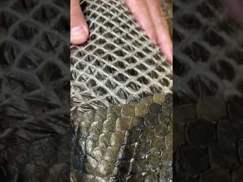 Helping a giant anaconda shed π