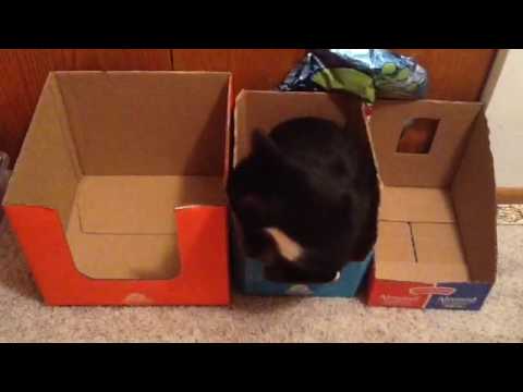 Steam Community :: Video :: Beep beep cat