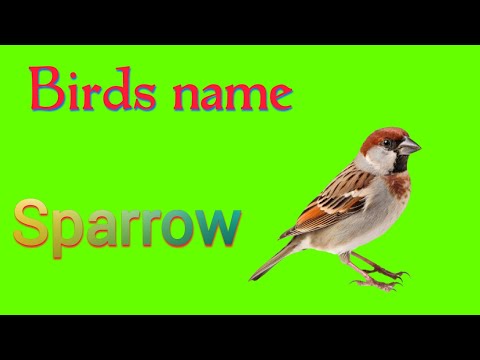 sparrow ko hindi mein kya bolate hain | sparrow meaning in hindi | sparrow | рдЧреМрд░реИрдпрд╛ | Spelling |