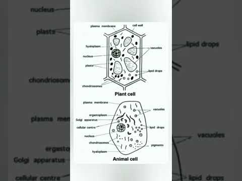 Plant Cell And Animal Cells Diagram