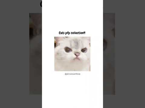 cats pfp collection!! pt. 2/2( cats profile picture collection ) ♥︎