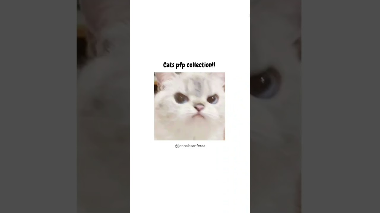 cats pfp collection!! pt. 2/2( cats profile picture collection ) ♥︎