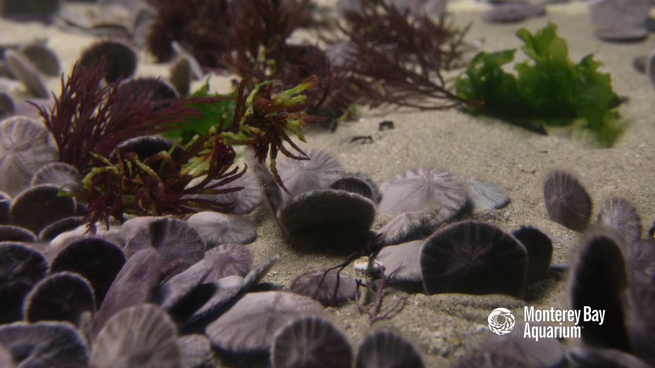 Life of a baby sand dollar | Stories | Monterey Bay Aquarium