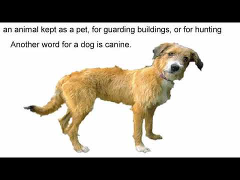 dog meaning | Vocabulary for Kids | Children's Dictionary  | Learn English Vocabulary