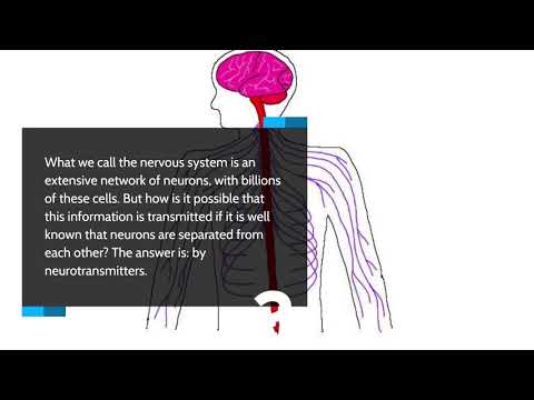 Is Dopamine a Neurotransmitter?