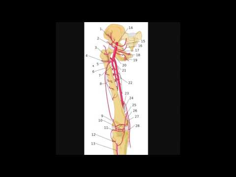 Arterial Circulation (Leg)